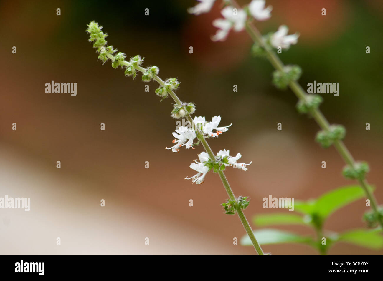 Basil plant in bloom Stock Photo - Alamy
