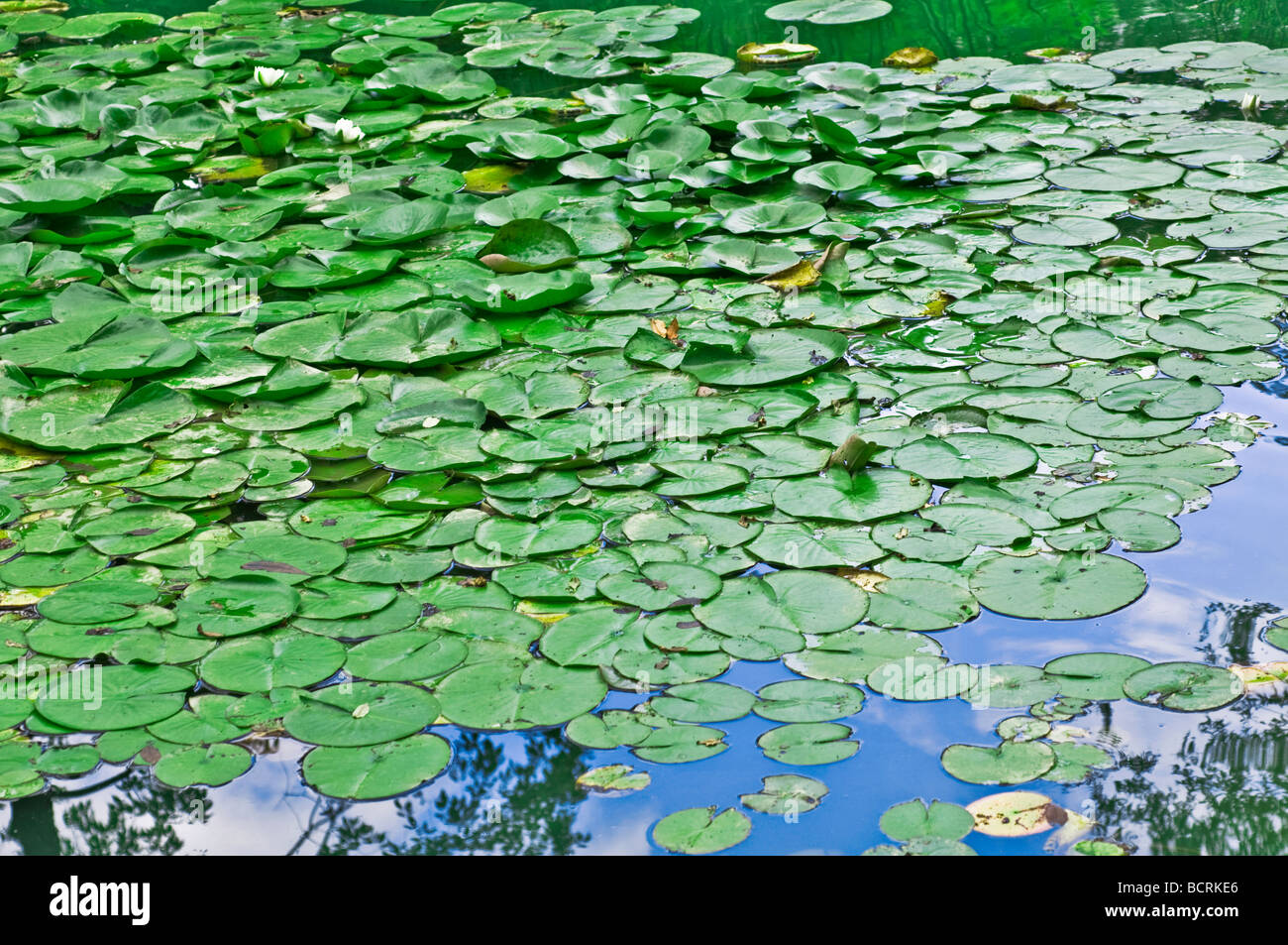 Water lilies and lily pads in a small pond Stock Photo - Alamy