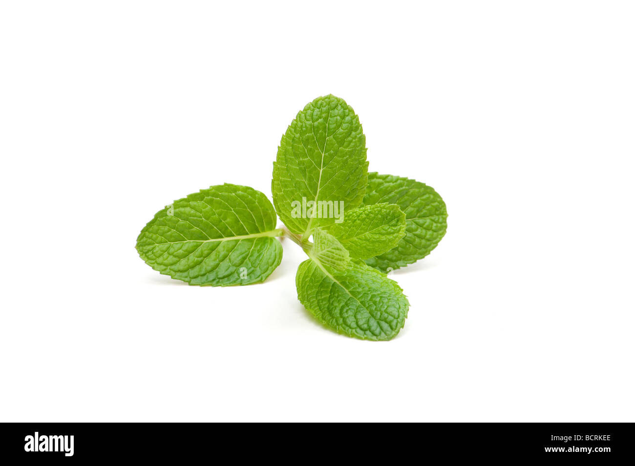 Fresh mint sprig with leaves on white background Stock Photo - Alamy