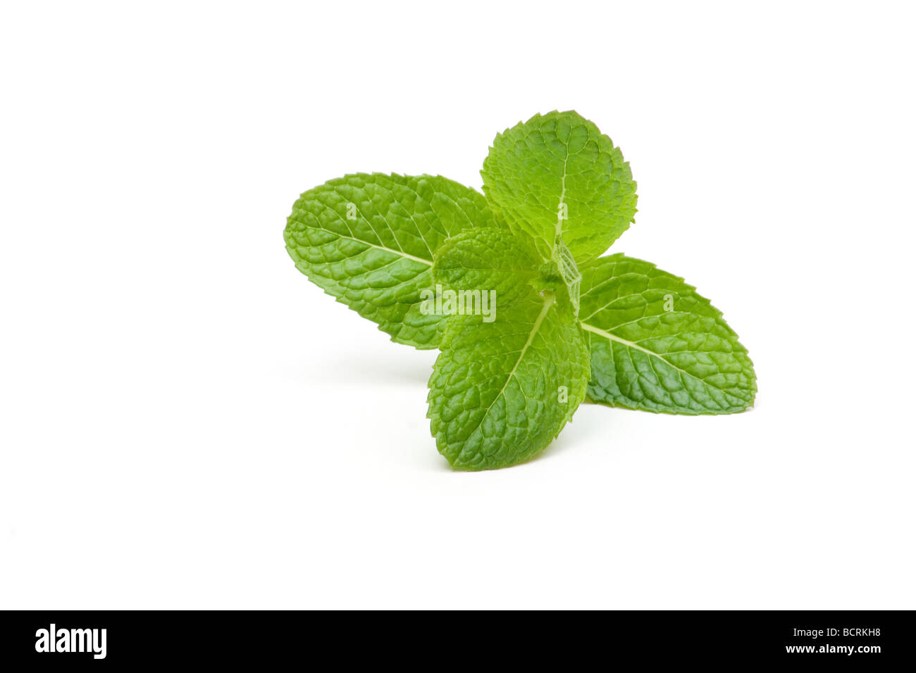 Fresh mint sprig with leaves on white background Stock Photo - Alamy