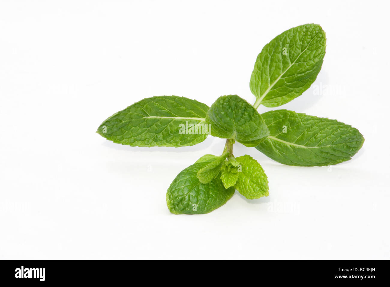 Fresh mint sprig with leaves on white background Stock Photo - Alamy