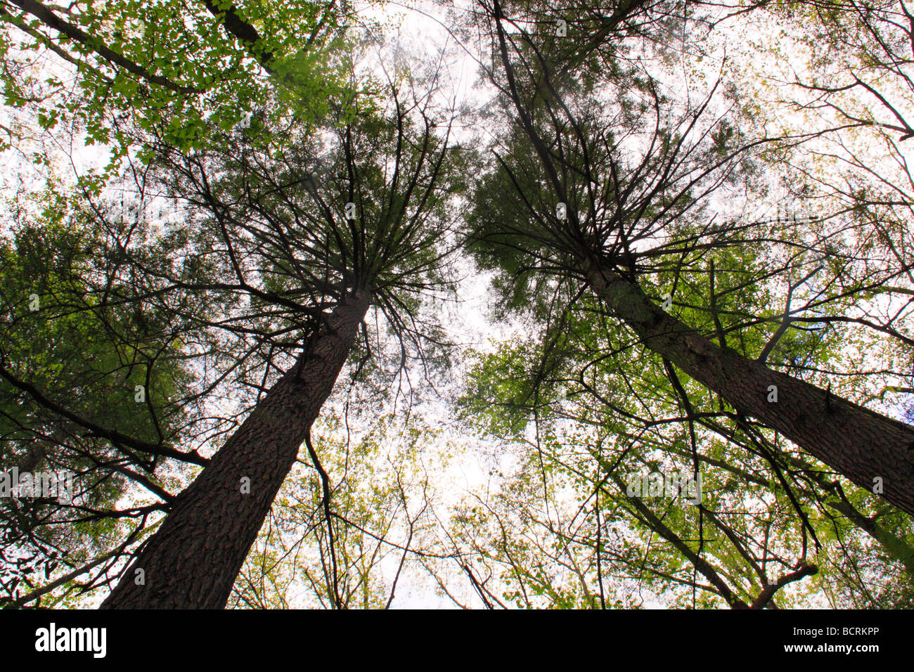Hemlock trees Hemlock Garden Preserve and Trail Pine Mountain State ...