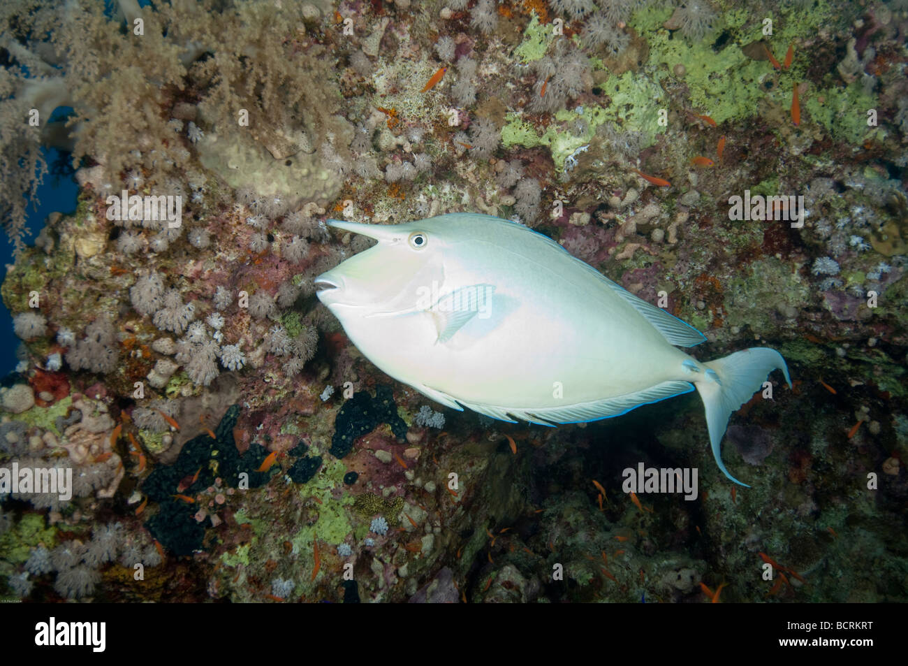 Unicorn fish hi-res stock photography and images - Alamy