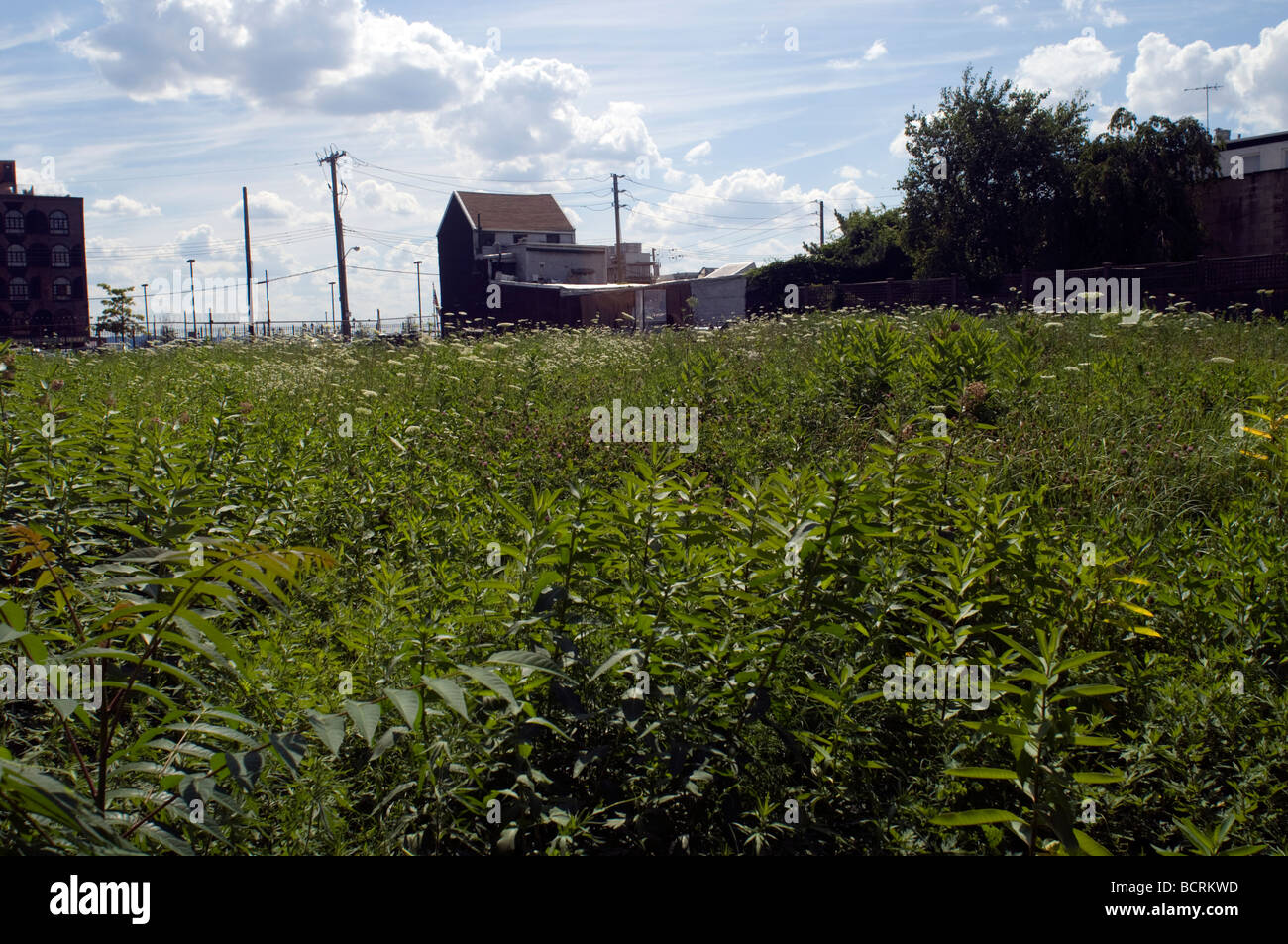 Overgrown property hi-res stock photography and images - Alamy