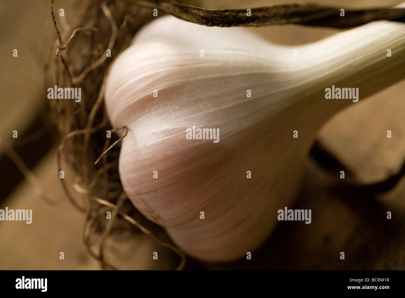 Freshly grown, hand picked garlic bulb. Allium sativum. Onion family ...