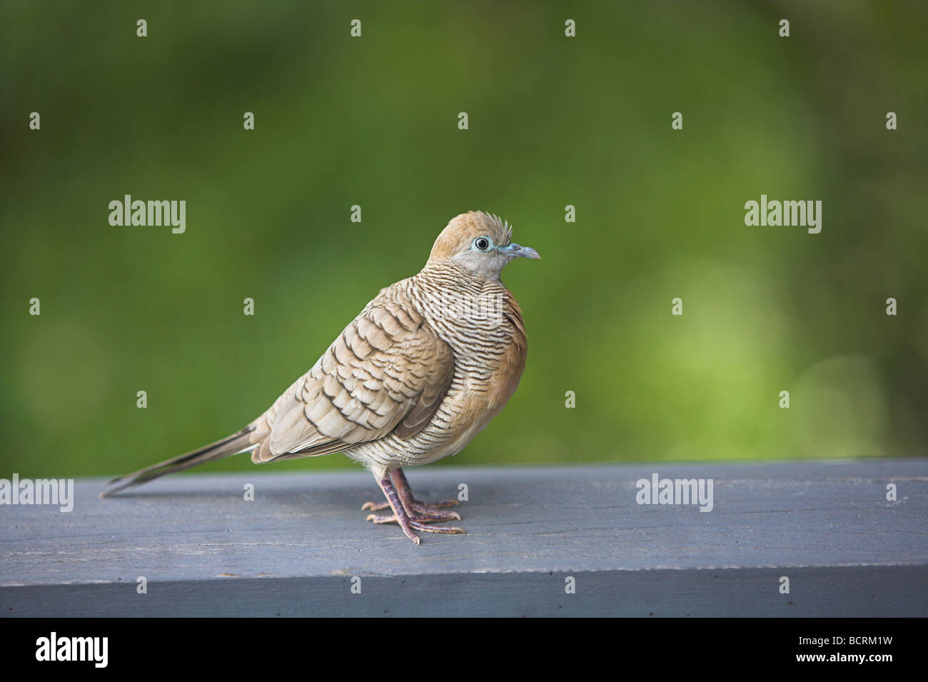 Barred ground dove hi-res stock photography and images - Alamy