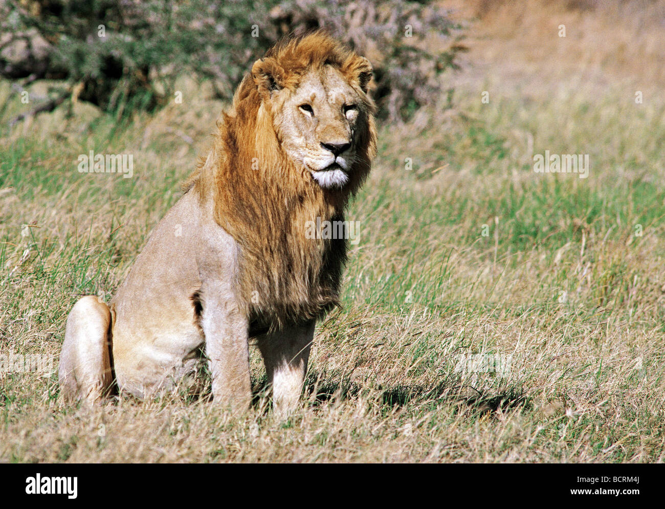 Full Grown Male African Lion