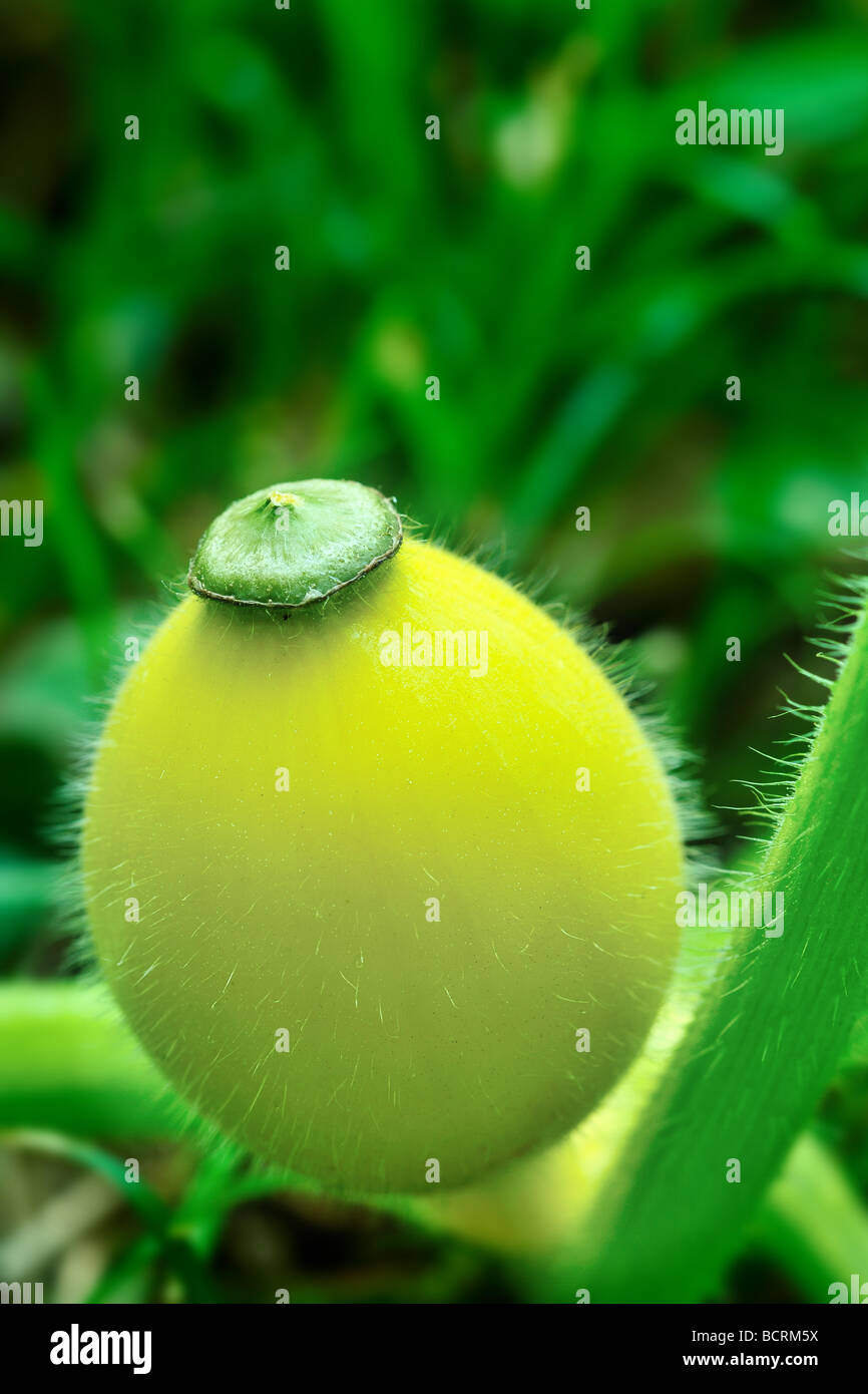 ripening round yellow zucchini (courgette, summer squash, cucurbita ...