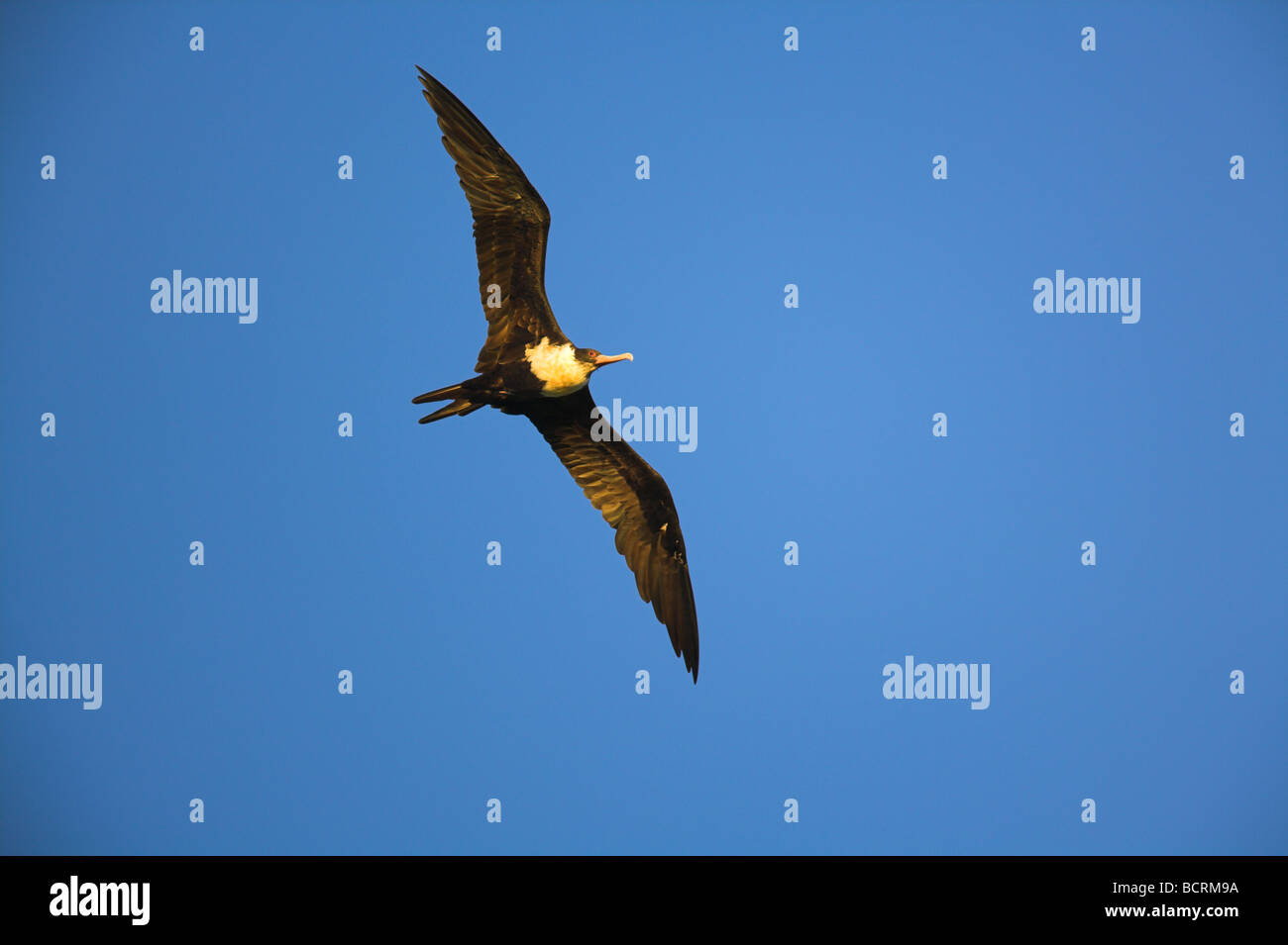 Lesser Frigatebird Fregata ariel in flight against blue sky on Bird ...