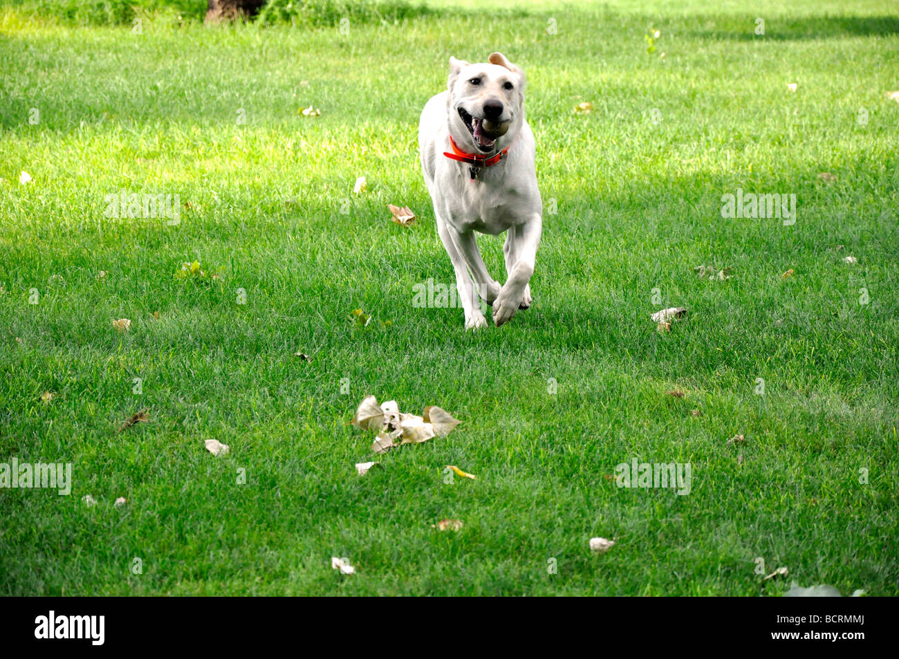 Yellow lab retrieving Stock Photo - Alamy