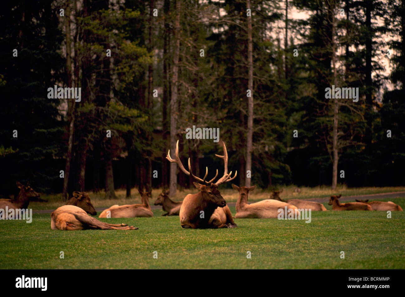 Bull Elk (Cervus canadensis) and Harem resting on Golf Course in Banff ...