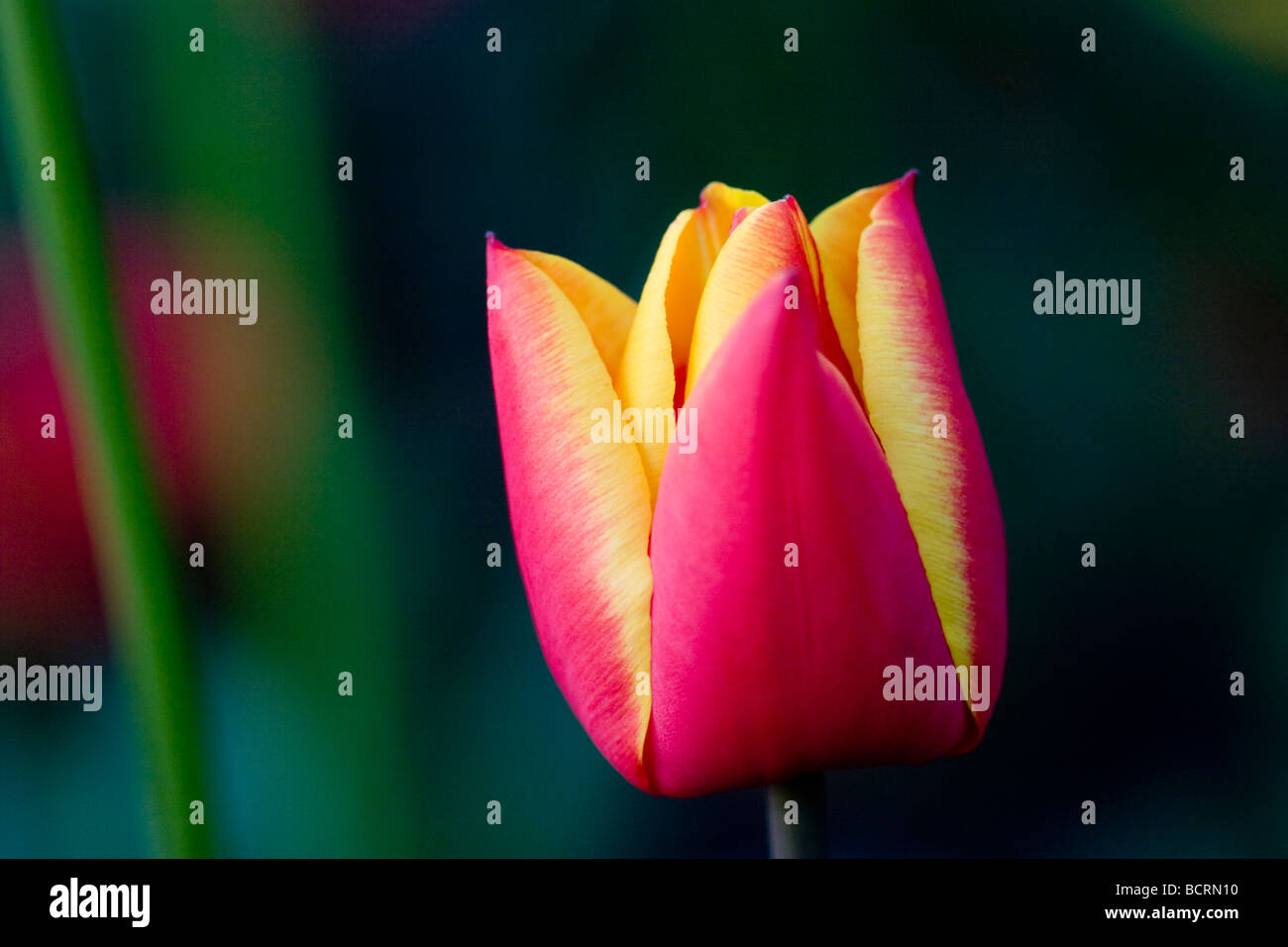 Colour show hi-res stock photography and images - Alamy