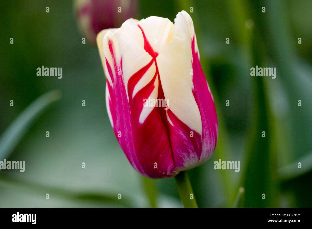 Tulip with variegated colour Stock Photo - Alamy