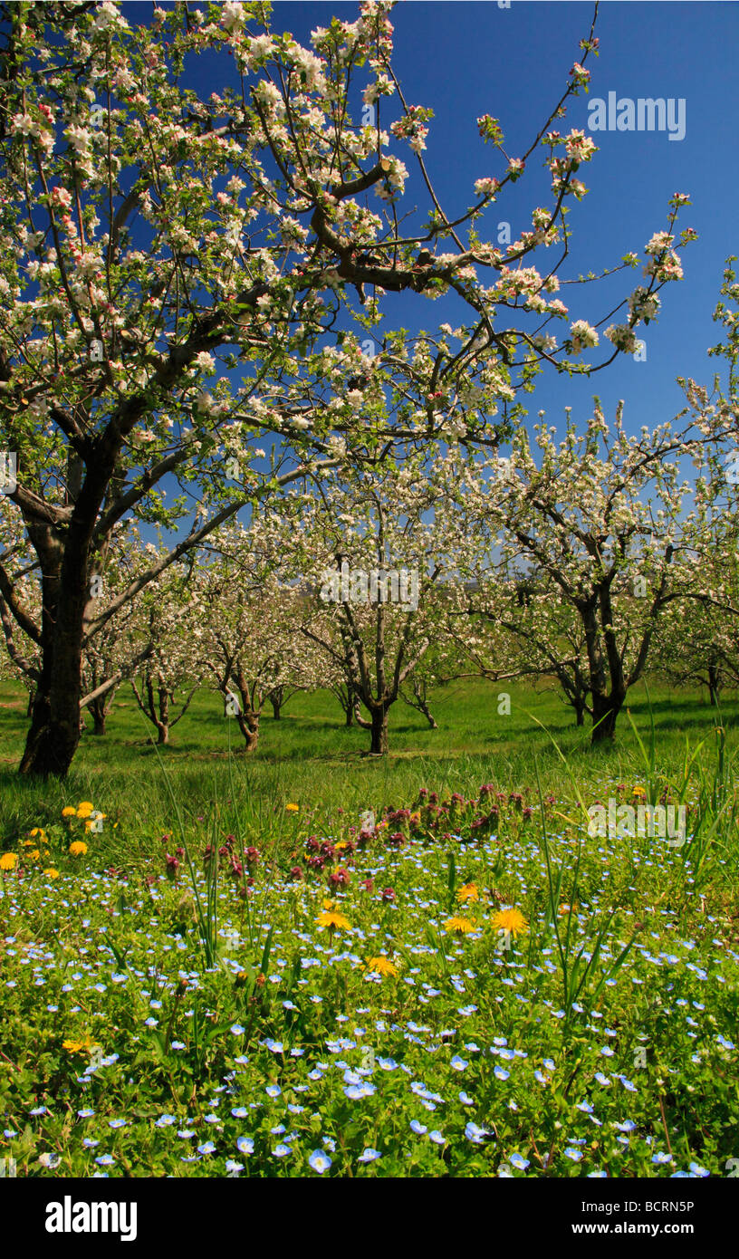 Orchard bloom hi-res stock photography and images - Alamy