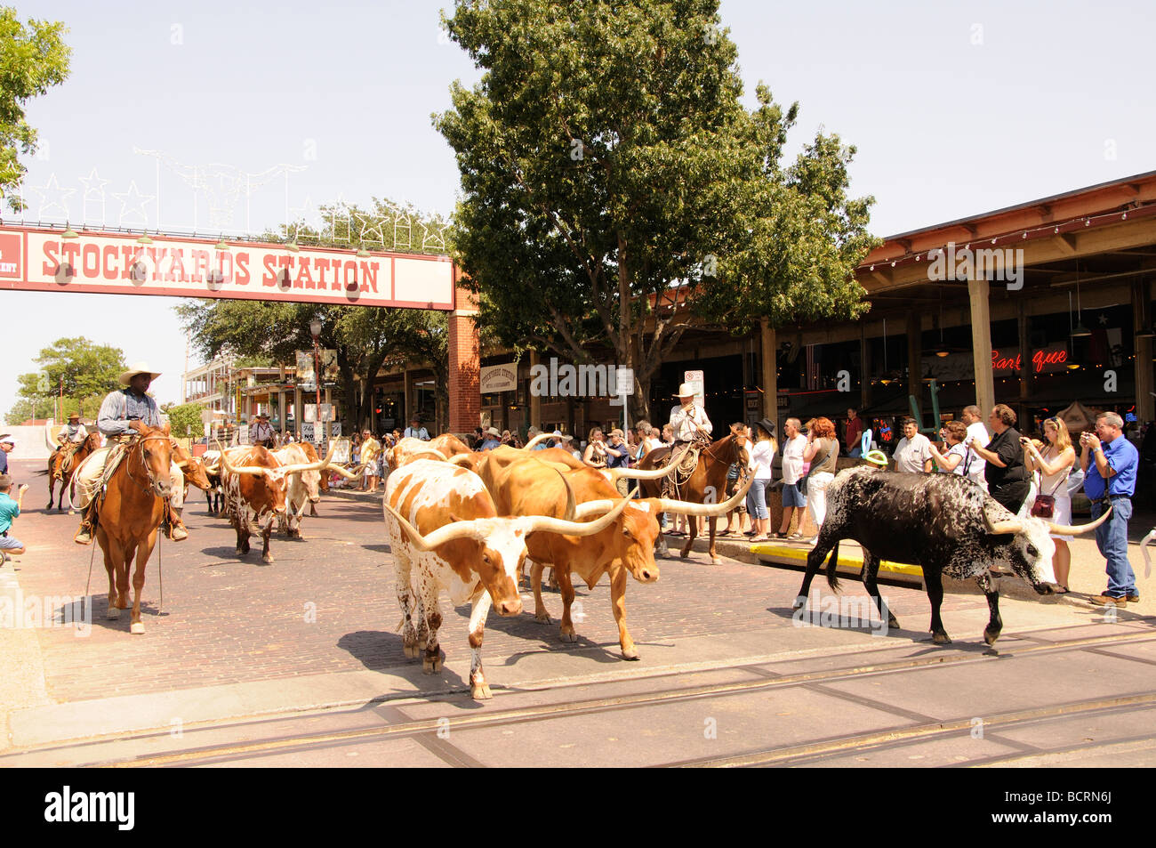 Texas longhorn cattle herd hi-res stock photography and images - Alamy