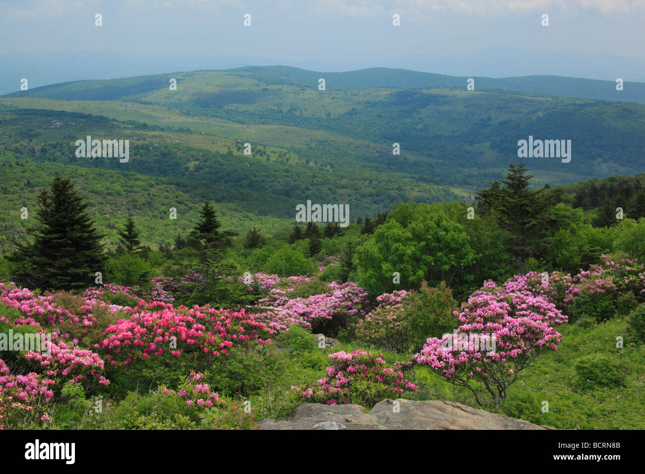 Rhododendron along Appalachian Trail Mount Rogers National Recreation ...