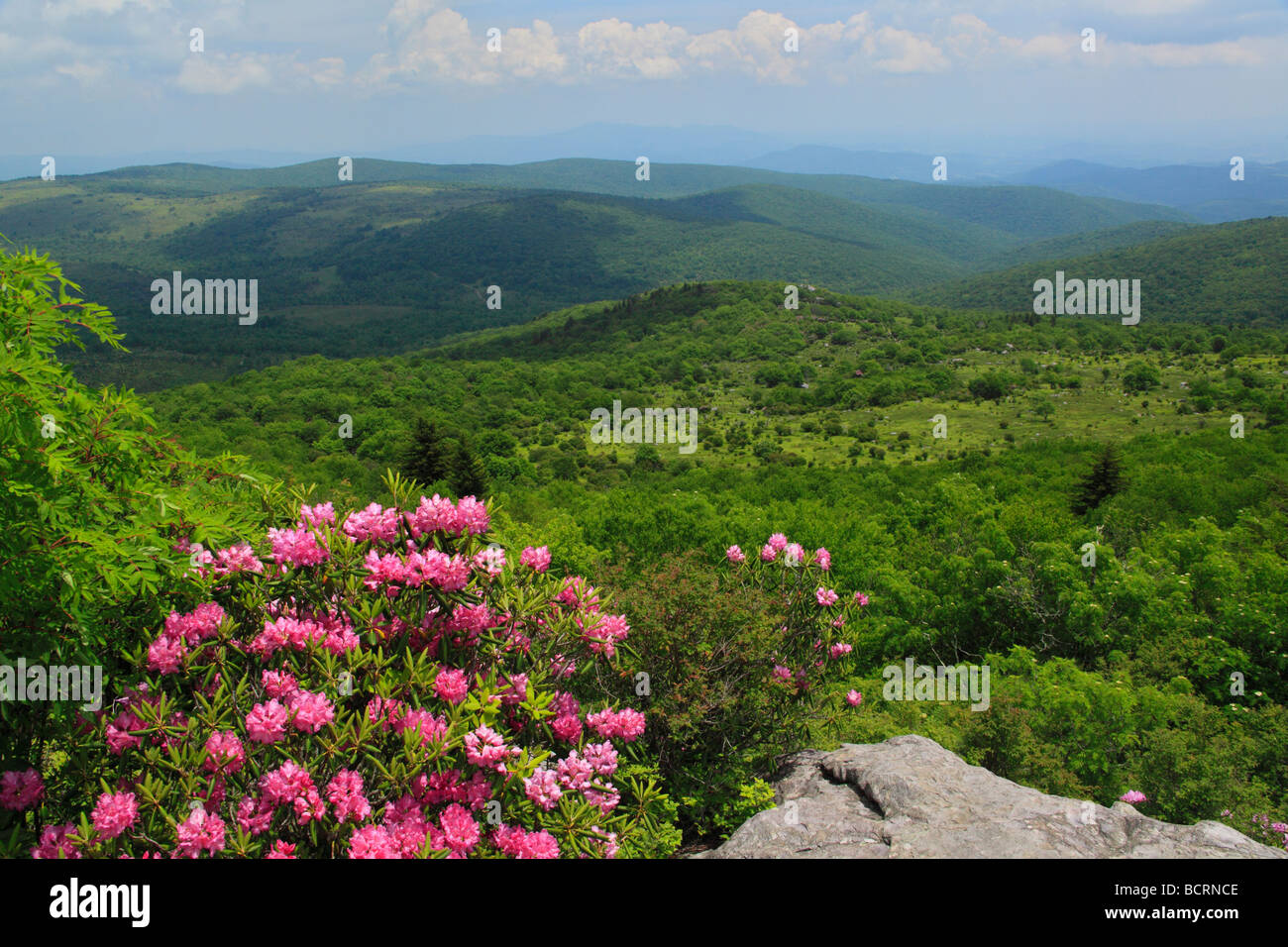 Rhododendron along Appalachian Trail Mount Rogers National Recreation ...