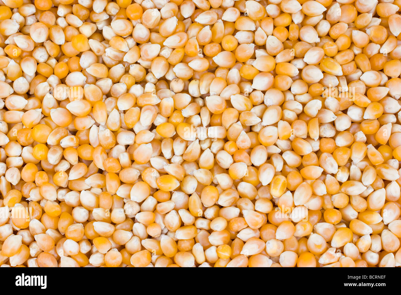 Close up of popcorn grain Stock Photo - Alamy