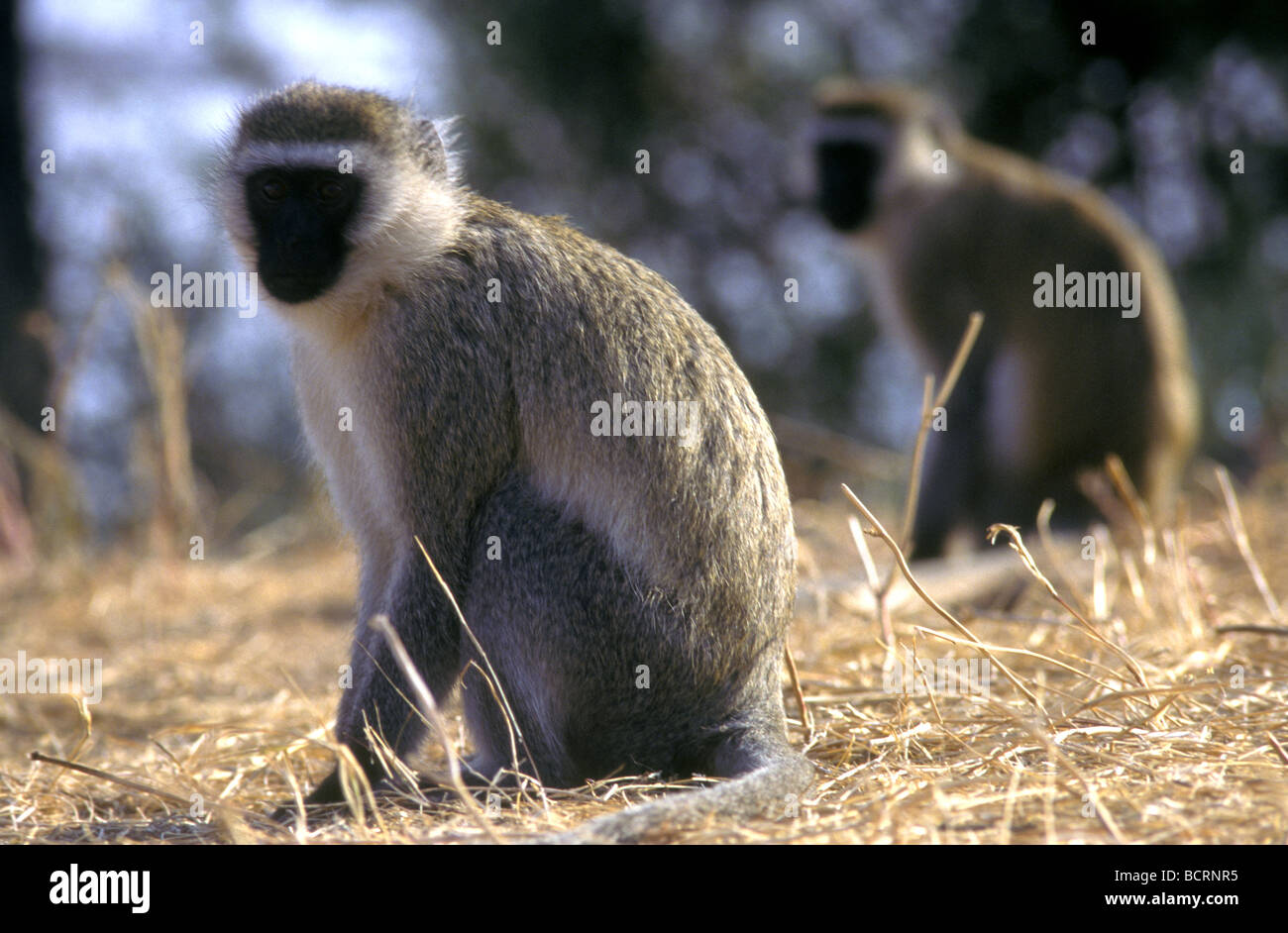 vervet monkeys samburu game reserve kenya Stock Photo - Alamy