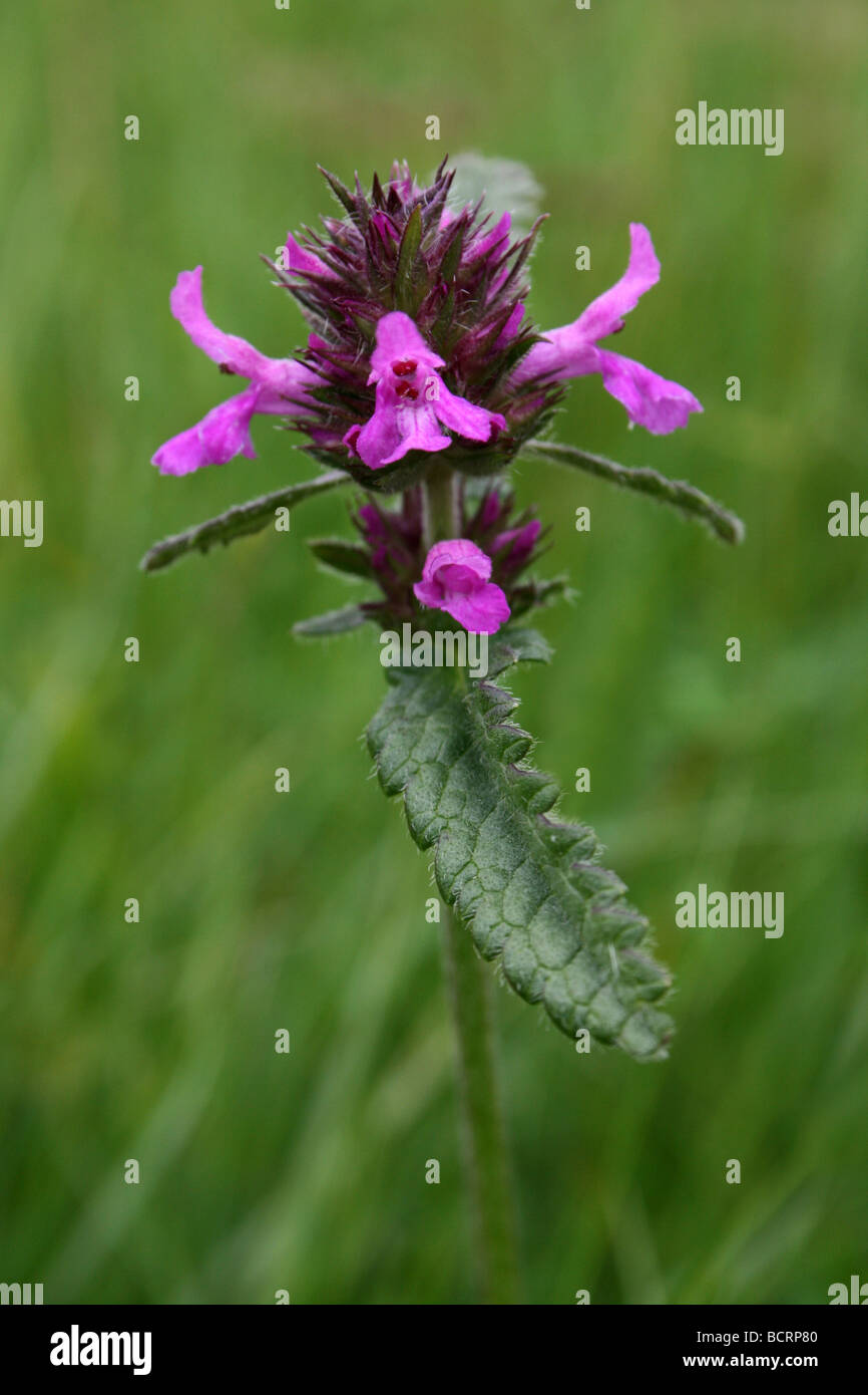 Betony Stachys officinalis Taken At Malham Cove, Yorkshire, England, UK ...
