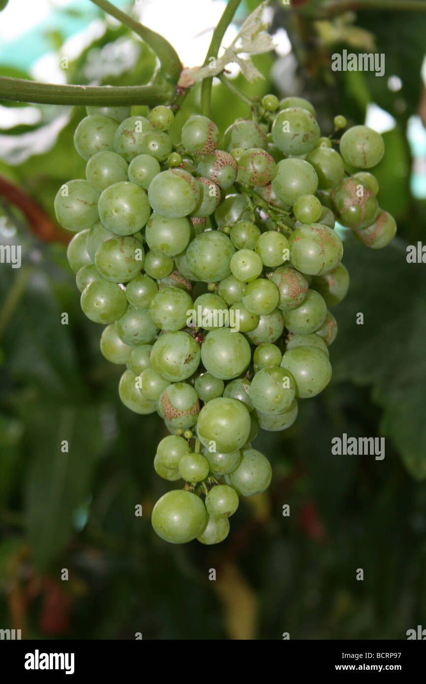 Bunch Of Green Grapes Taken In Croxteth Hall, Liverpool, England, UK ...
