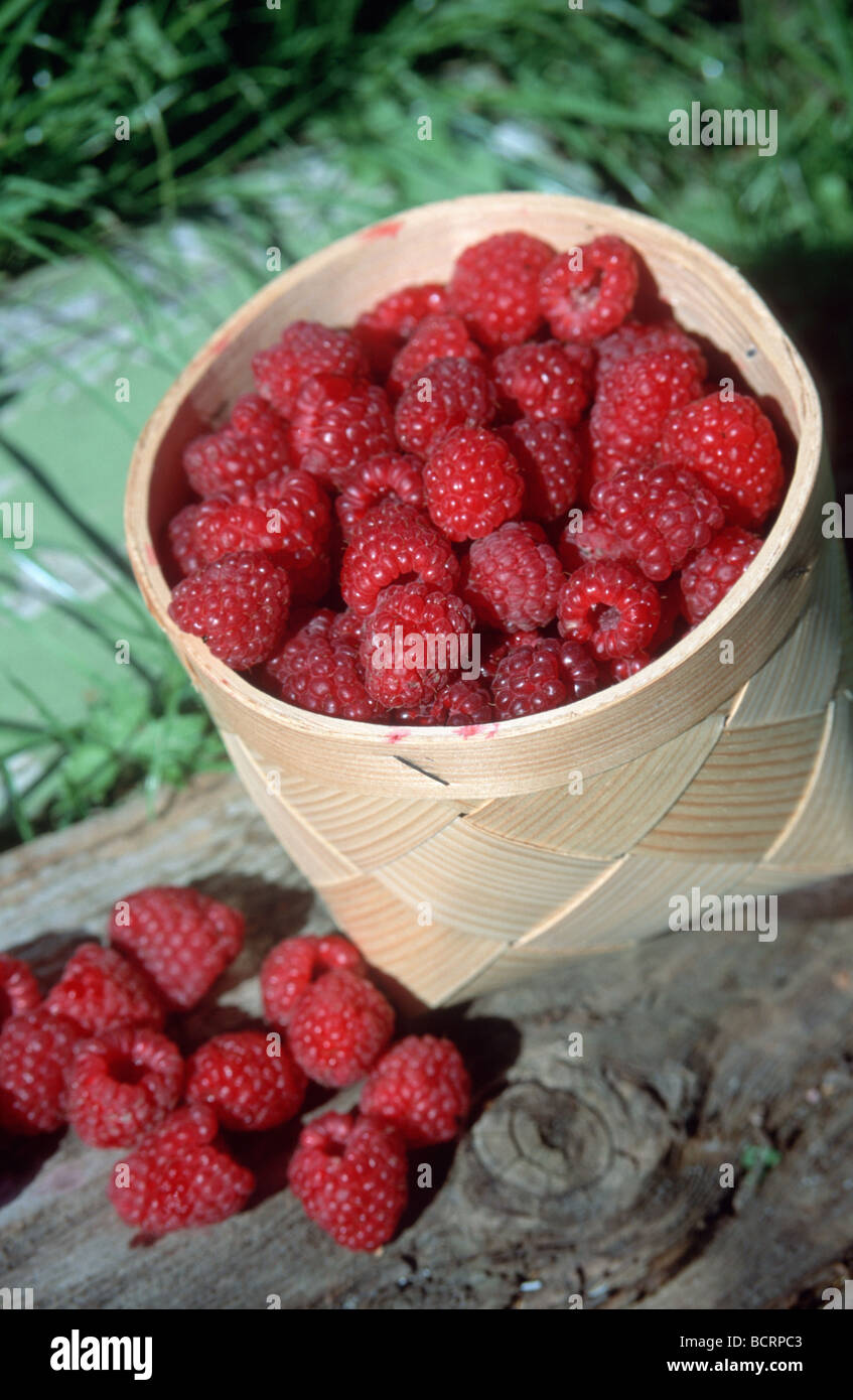 Raspberries in basket Rubus idaeus Stock Photo - Alamy