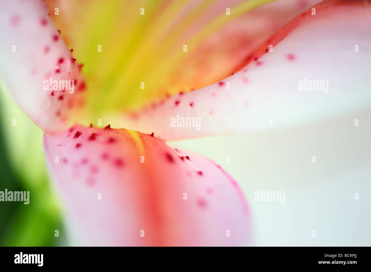 Lily moth hi-res stock photography and images - Alamy