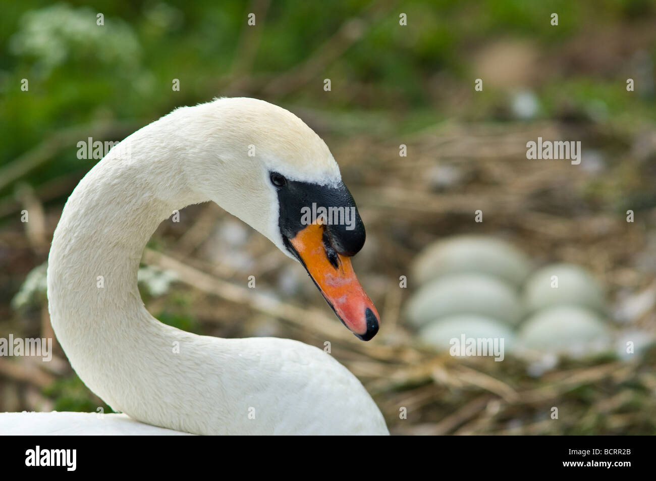 Female swan guarding and incubating her eggs Stock Photo - Alamy
