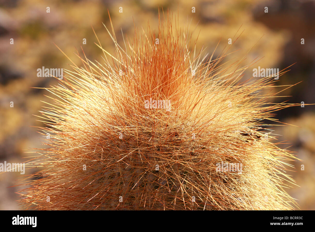 See tahua tahua hi-res stock photography and images - Alamy