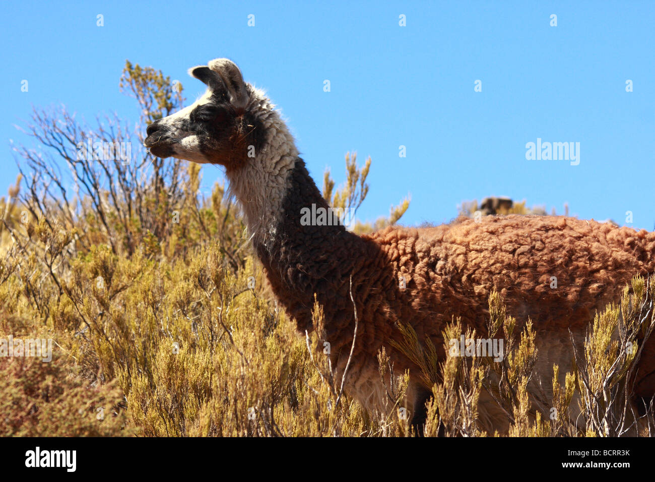 Tahua bolivia hi-res stock photography and images - Alamy