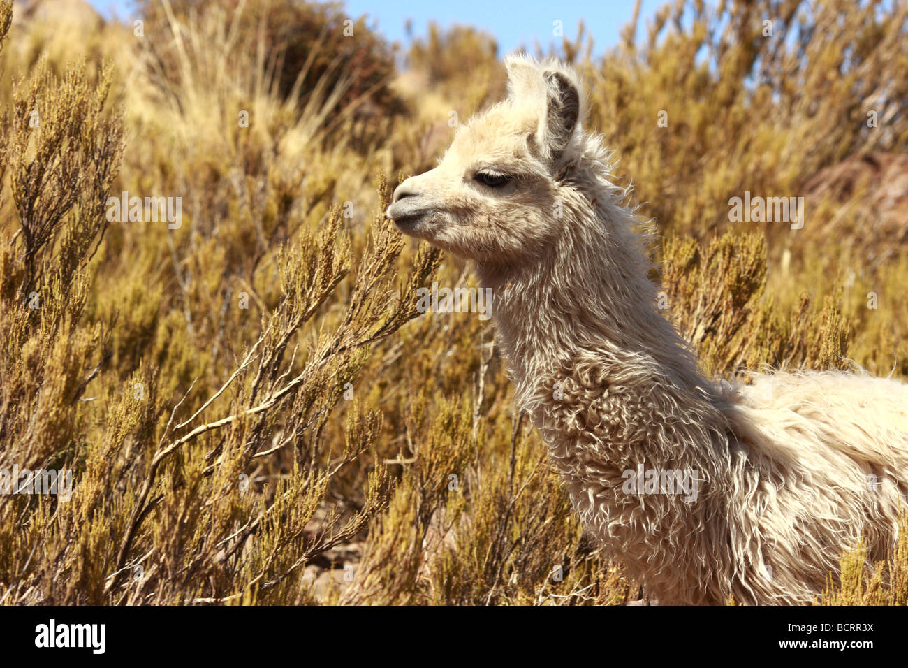 See tahua tahua hi-res stock photography and images - Alamy