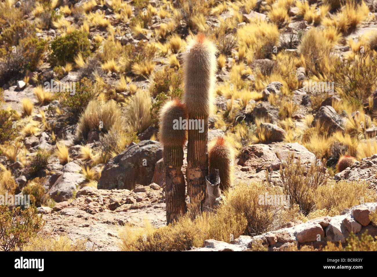 See tahua tahua hi-res stock photography and images - Alamy