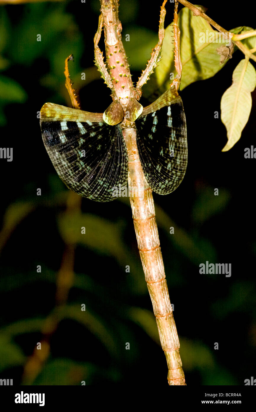 Male Stick Insect in Madagascar Rainforest Stock Photo - Alamy