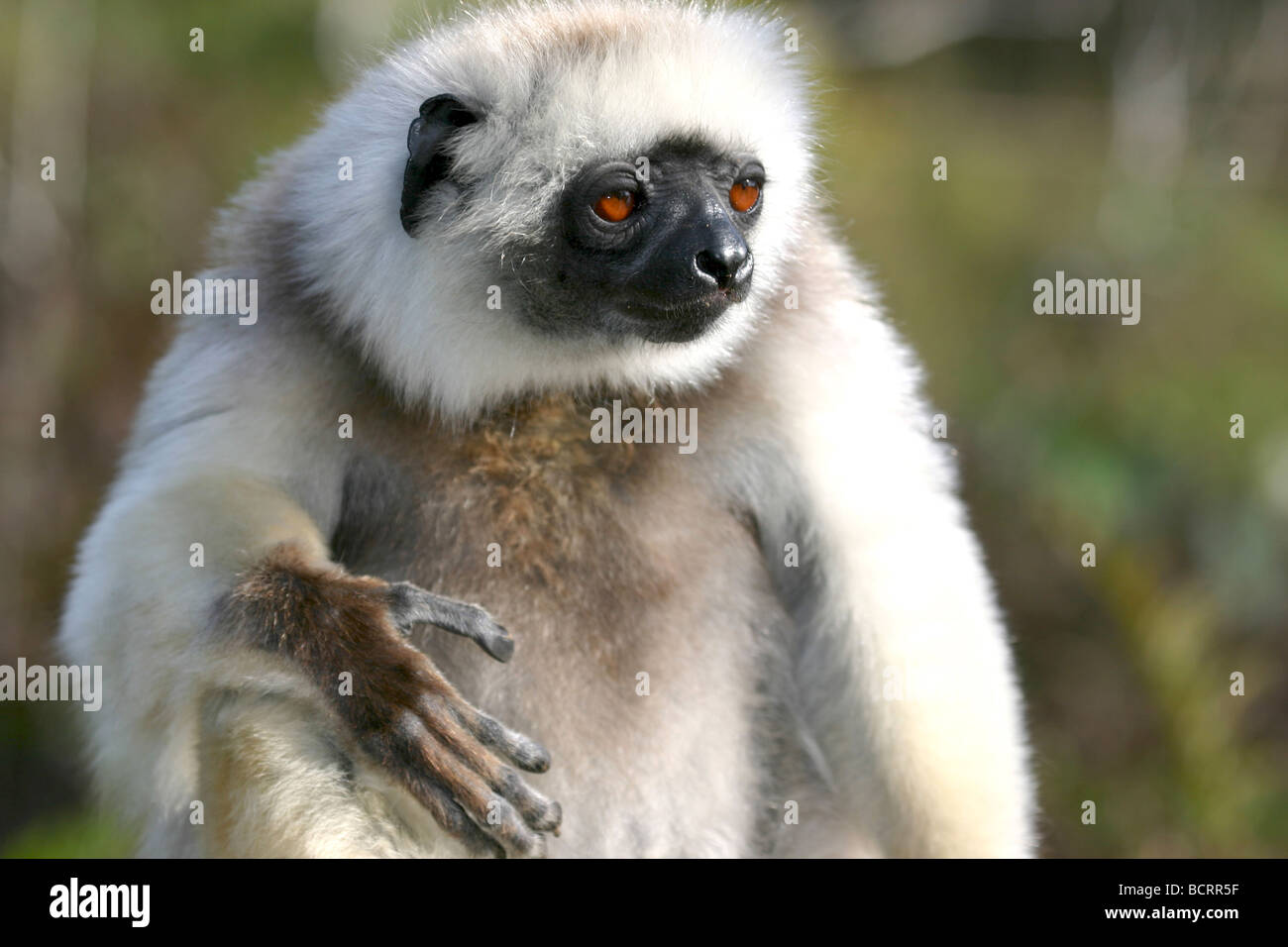 Diademed sifaka lemur Madagascar Stock Photo - Alamy