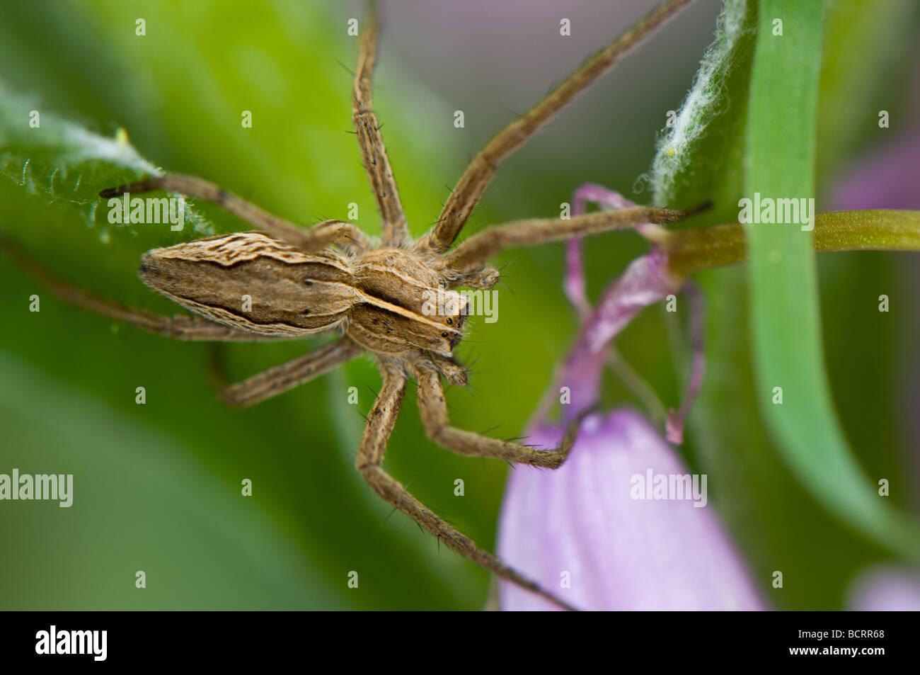 Wolf spider eyes hi-res stock photography and images - Alamy