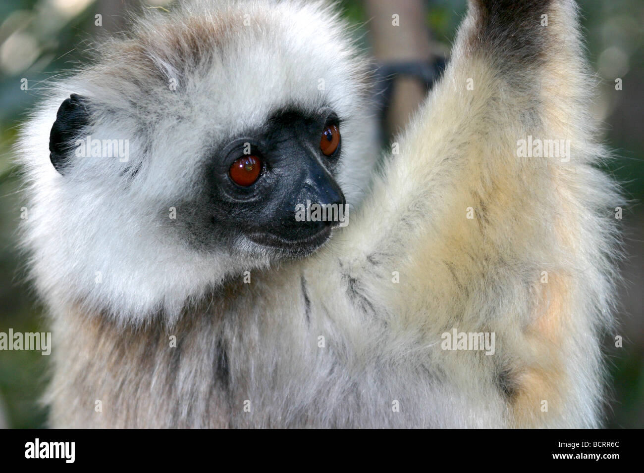 Diademed sifaka lemur Madagascar Stock Photo - Alamy