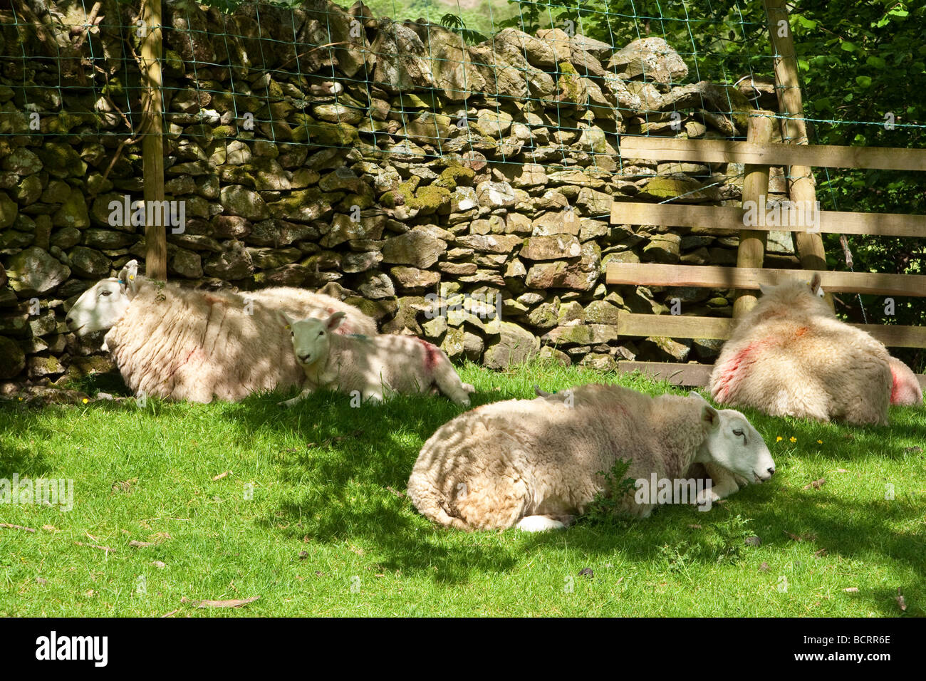 Sheep laying down Stock Photo - Alamy