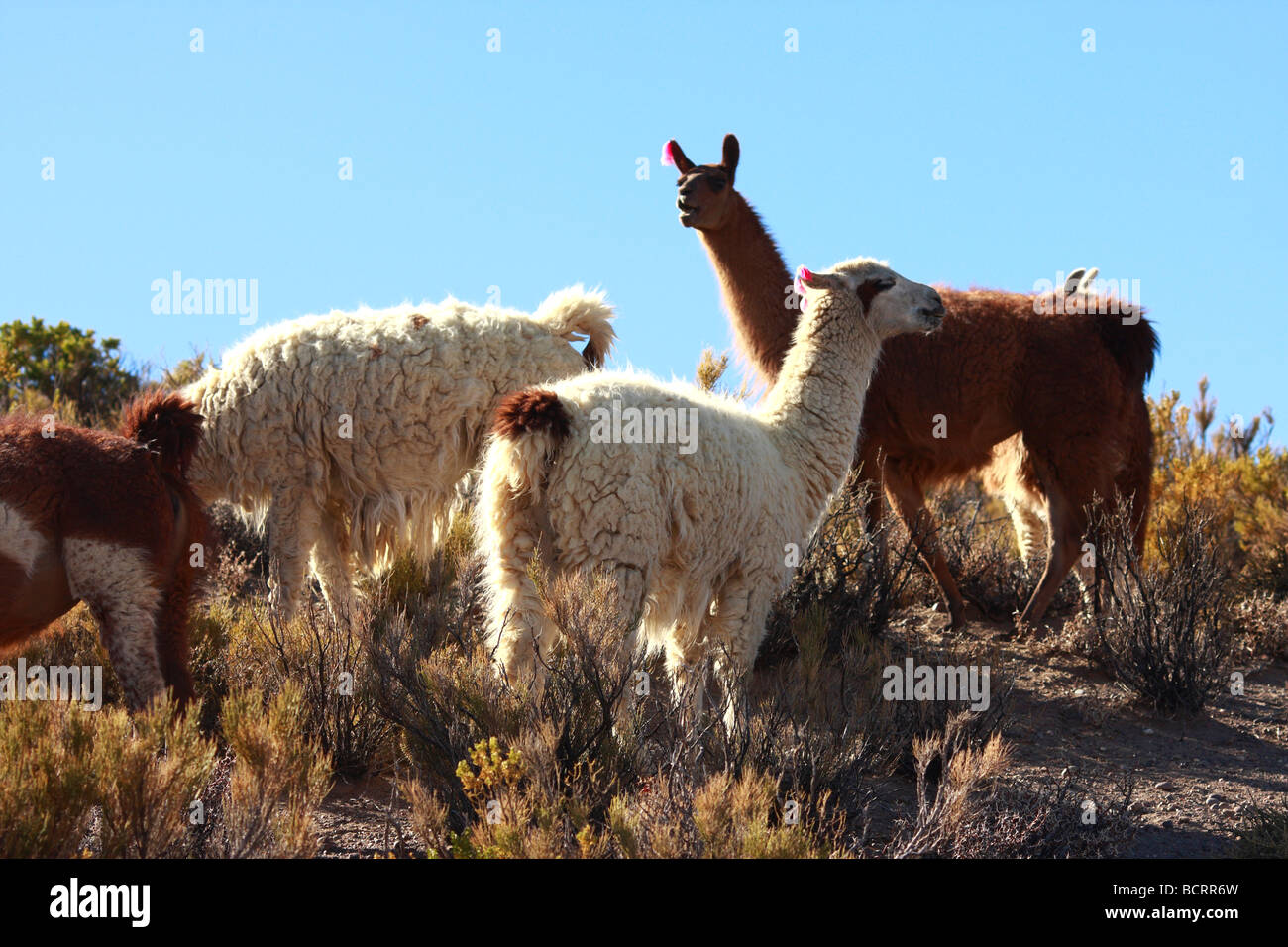 See tahua tahua hi-res stock photography and images - Alamy