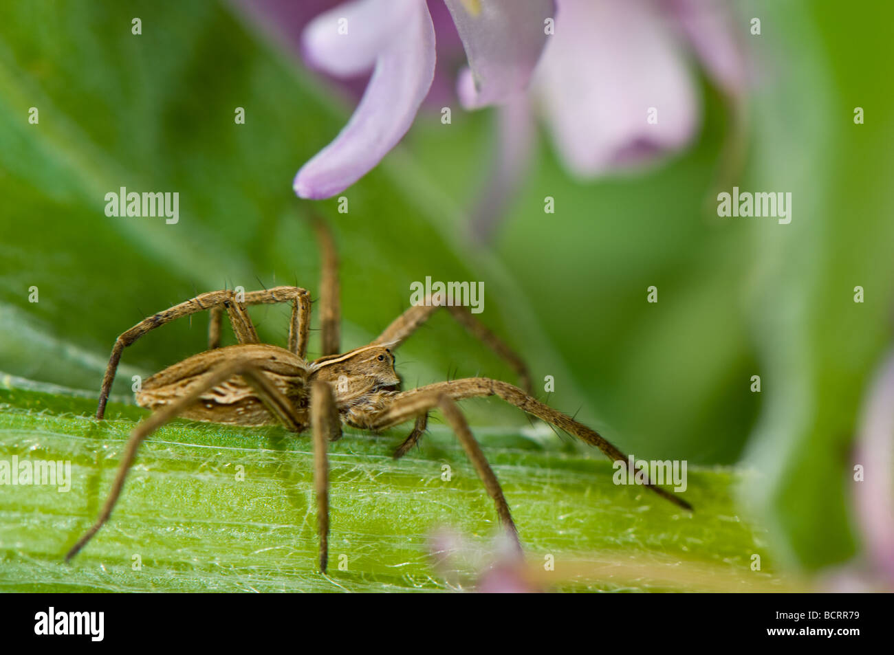 Wolf spider hunting prey hi-res stock photography and images - Alamy