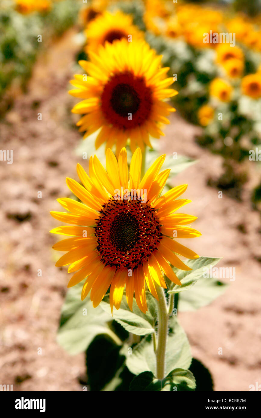 Sunflower field in Andalucia, Spain Stock Photo - Alamy