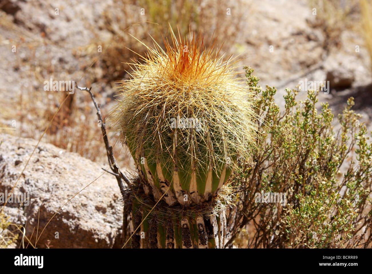 Cactus bolivia hi-res stock photography and images - Alamy