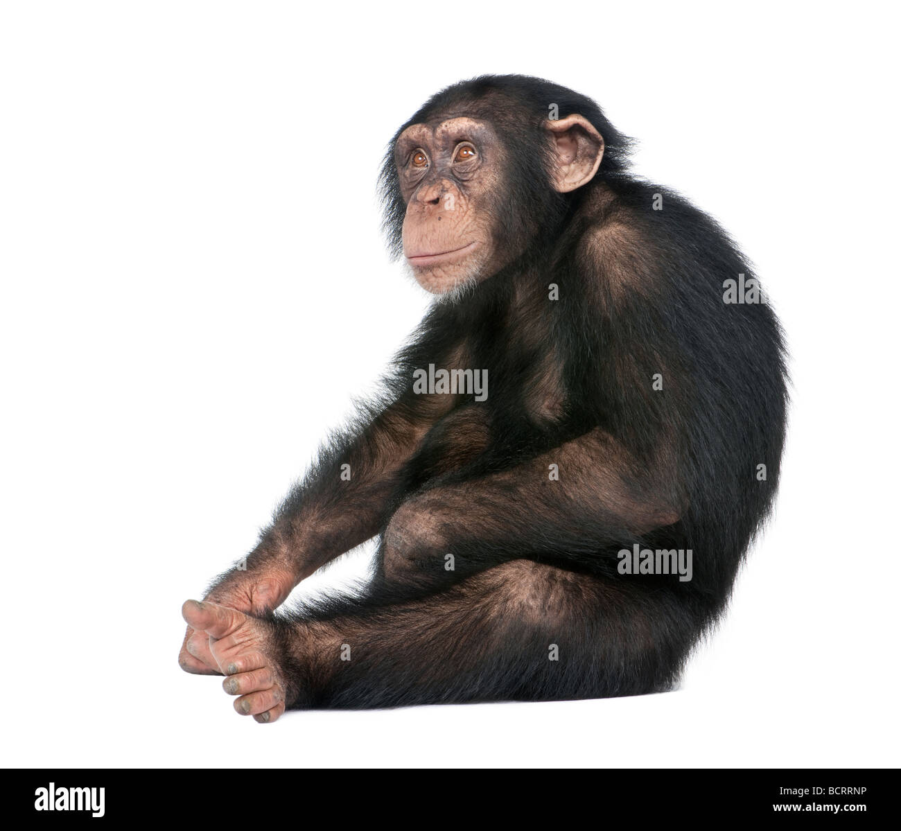 Chimpanzee hi-res stock photography and images - Alamy