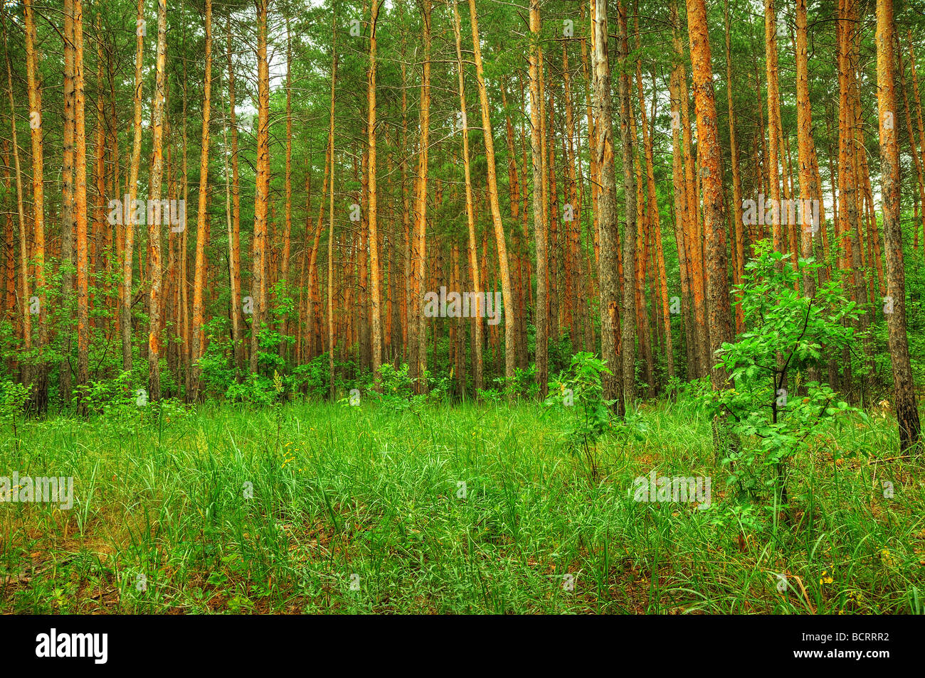 Forest A coniferous forest in the East Europe Ukraine Stock Photo - Alamy