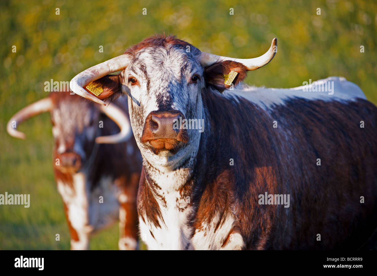English longhorn cattle hi-res stock photography and images - Alamy