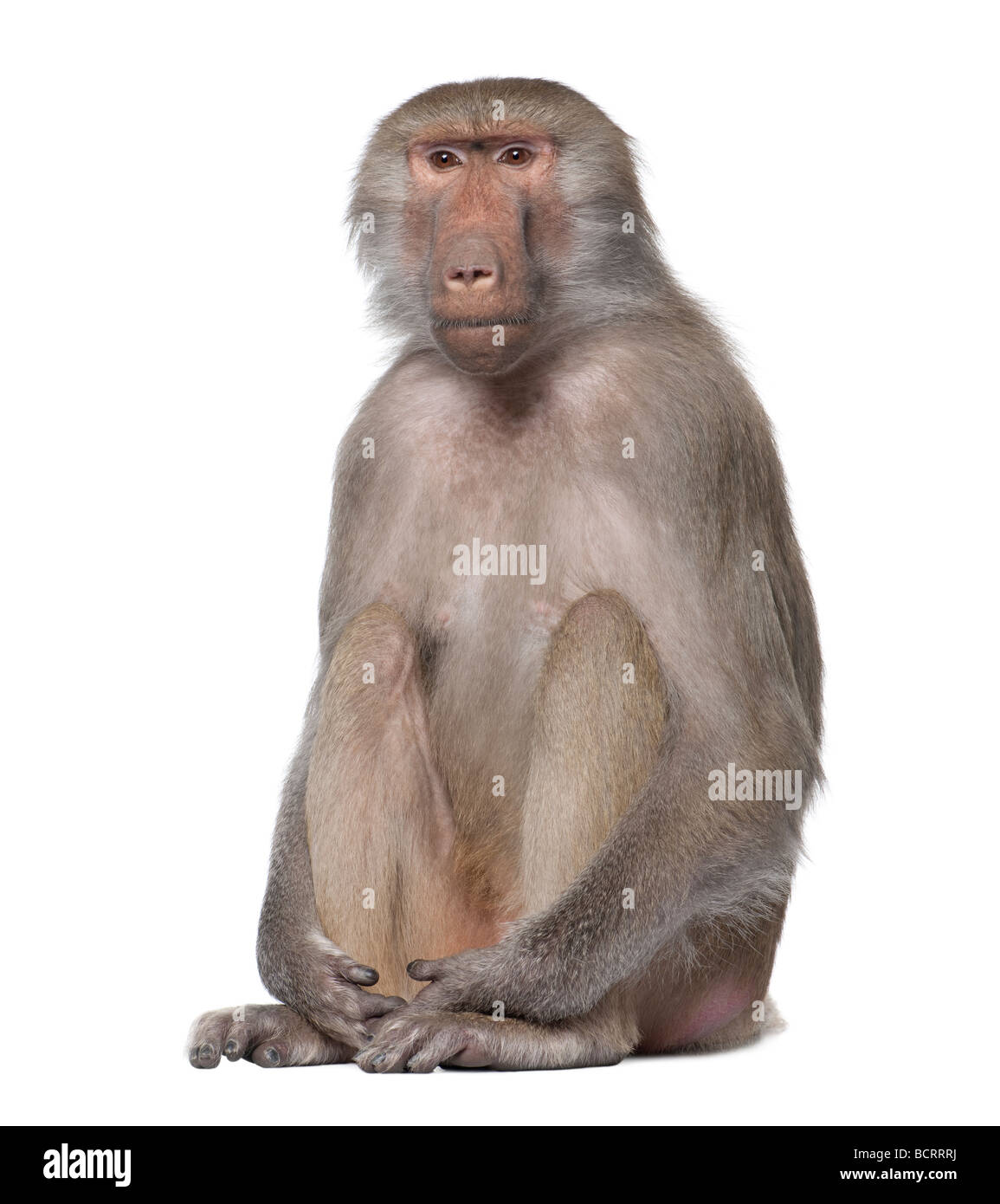 Baboon, Simia hamadryas, in front of a white background, studio shot ...