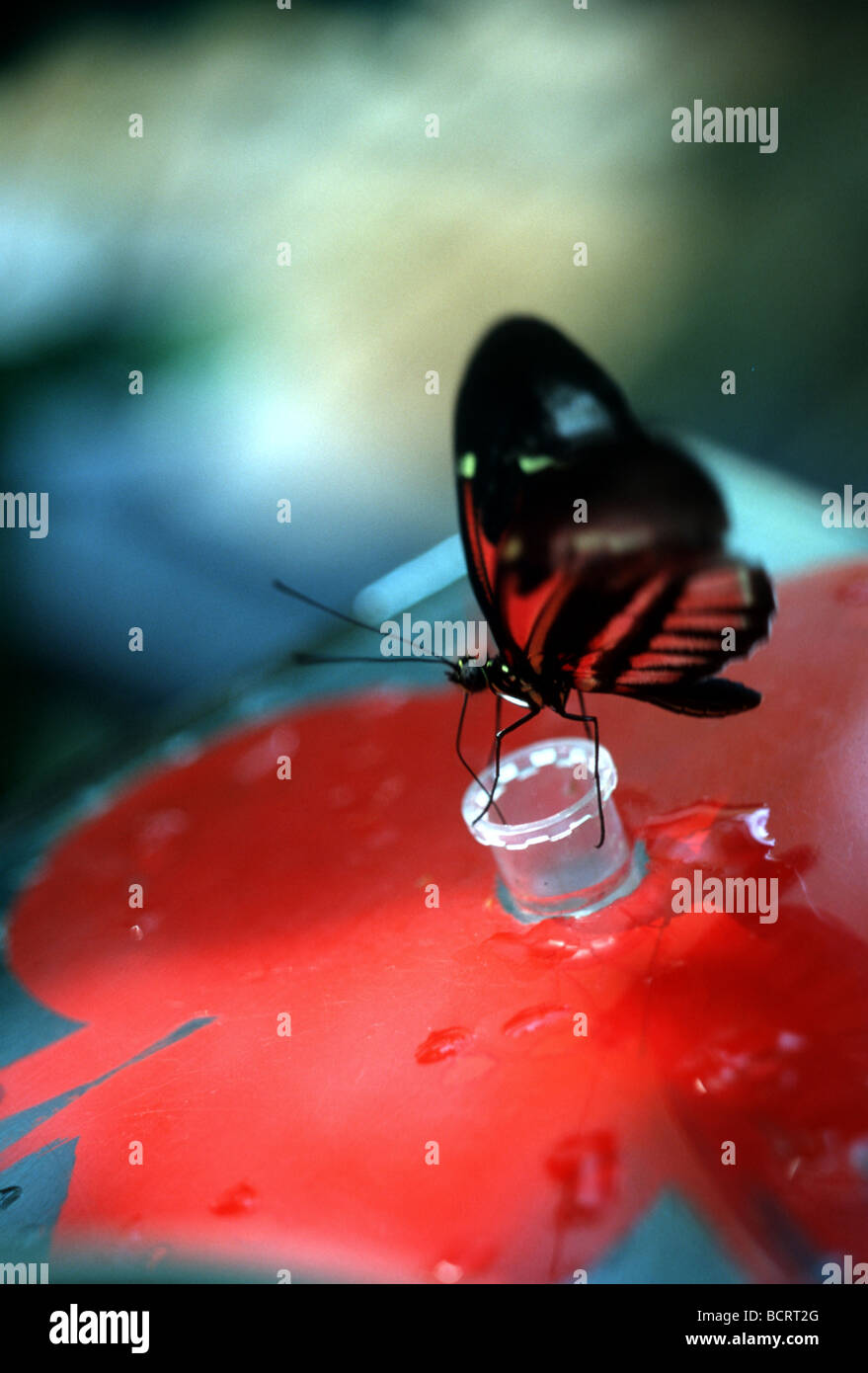 Feeding table and butterflies hi-res stock photography and images - Alamy