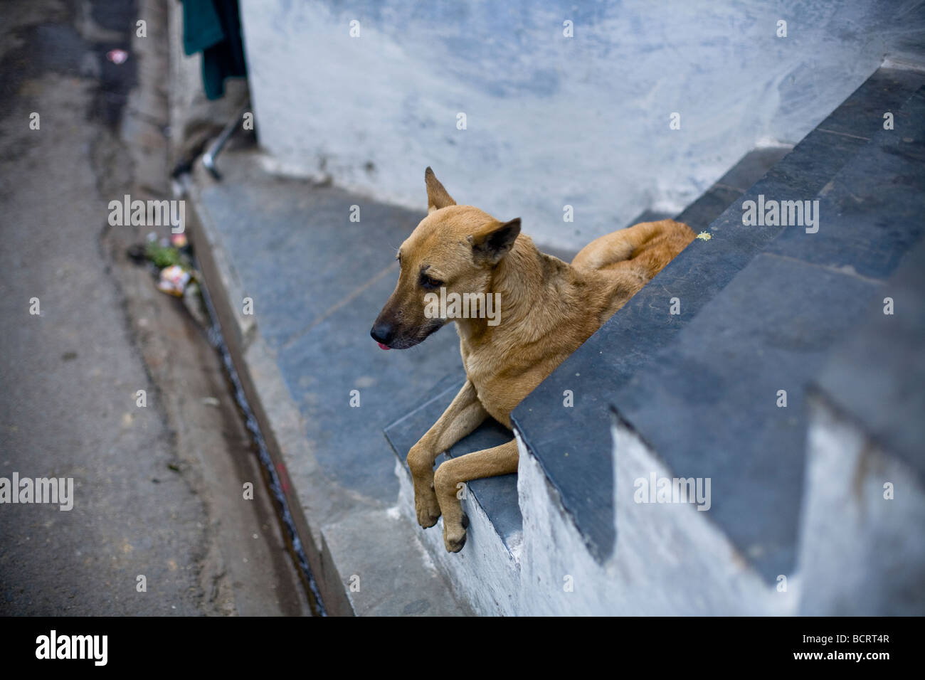 A homeless dog rests on a set of stairs in Udaipur India Stock Photo ...