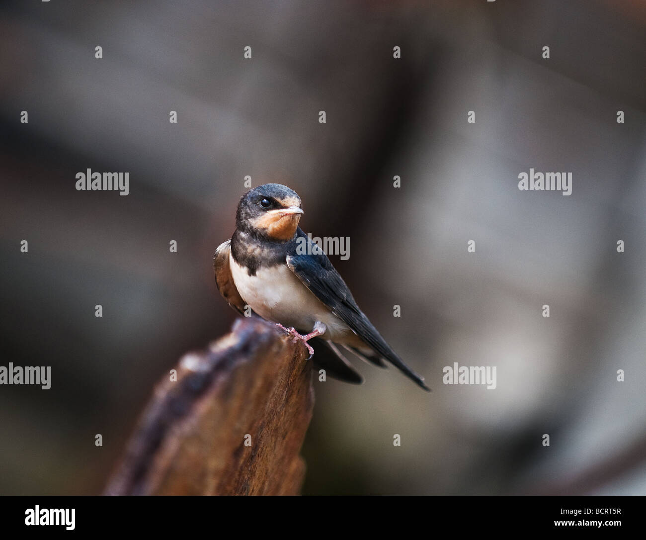 Gordon martin hi-res stock photography and images - Alamy