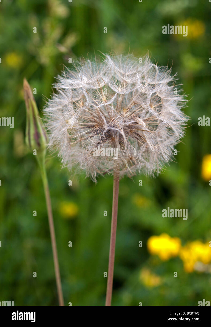 Dandelion clock hi-res stock photography and images - Alamy