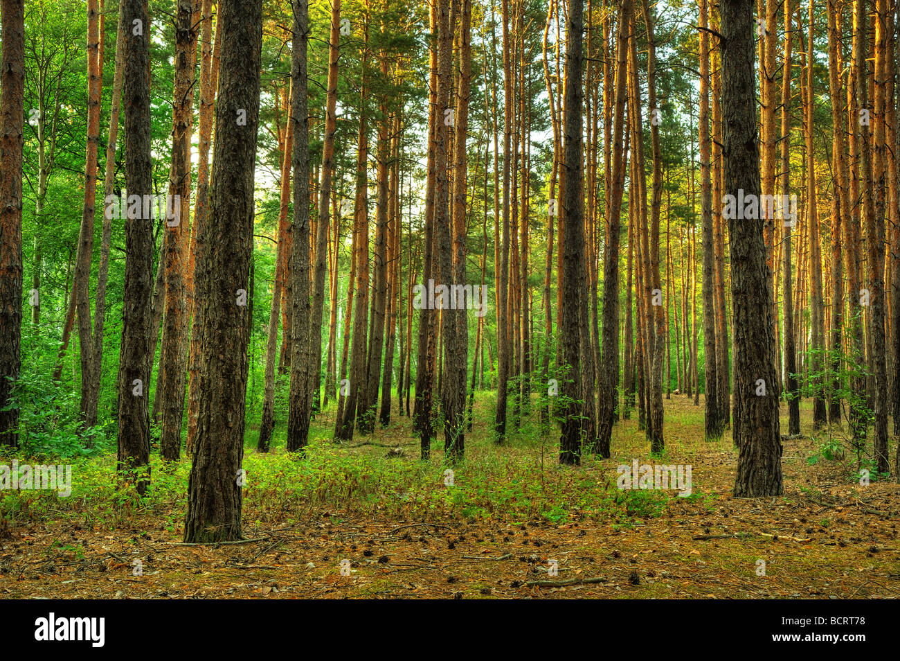 Forest A coniferous forest in the East Europe Ukraine Stock Photo - Alamy